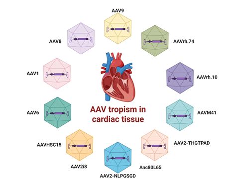 Aav Gene Therapy In Cardiovascular Disease Packgene Biotech