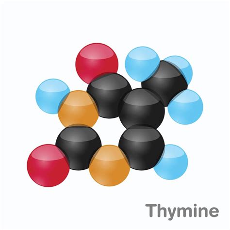 Premium Vector Thymine Hexnut Dna Nucleotide Pyrimidine Nucleobase Molecule 3d Illustration