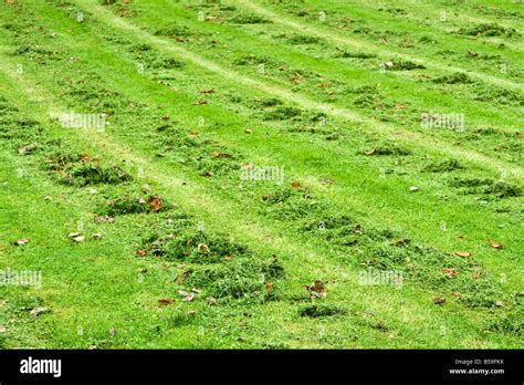 How Do You Get Lines On Grass At Helen Shields Blog