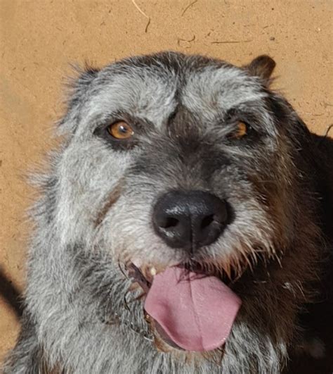 Pricilla Large Female Irish Wolfhound X Cross Breed Dog In Nsw Petrescue