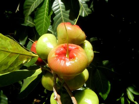 Close Up Photographs Of Makopa In The Philippines Free Photos On