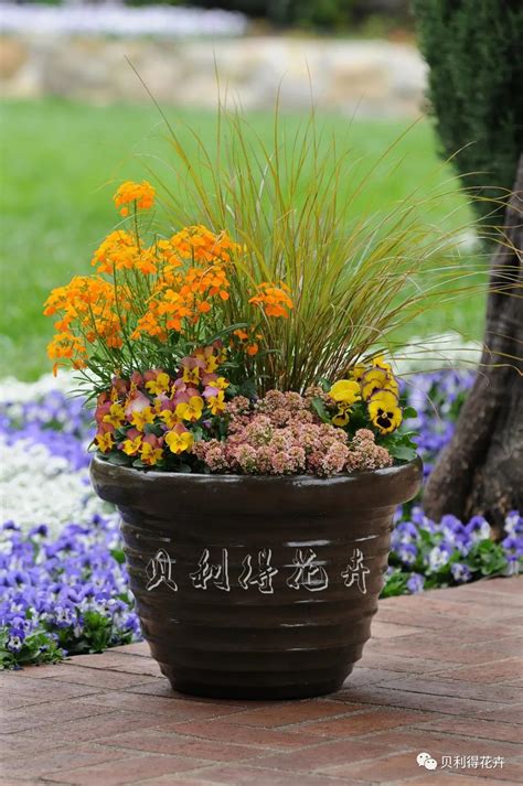 花卉种苗 郑州贝利得花卉