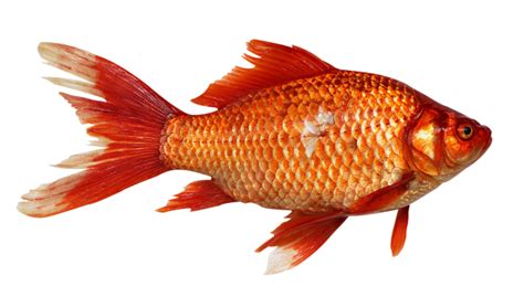 金鱼PNG png