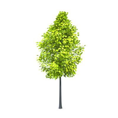 Architectural Tree Plan PNGs For Free Download