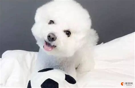 比熊和美国可卡犬哪个贵 唯宠网