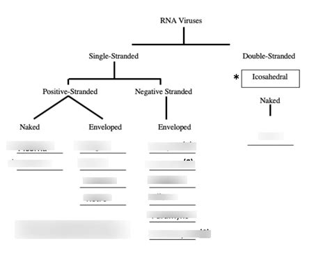 Rna Viruses Diagram Quizlet