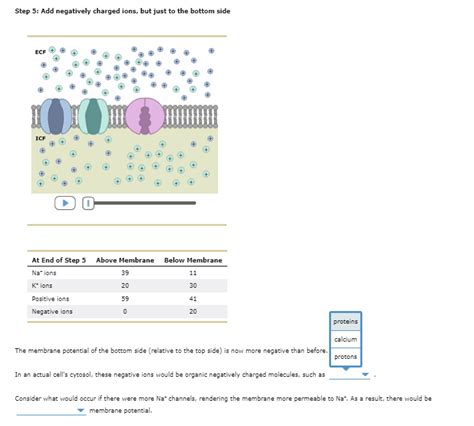 Solved Understanding The Basis Of The Resting Potential Chegg Com