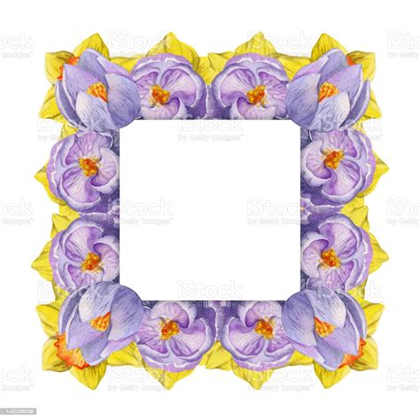 수채화 손으로 그린 사각형 프레임에는 봄 꽃 크로커스 헌병 수선화 나뭇잎이 있습니다 흰색 배경에 격리 초대장 결혼식 인사말 카드 벽지 인쇄 섬유를위한 디자인 0명에 대한