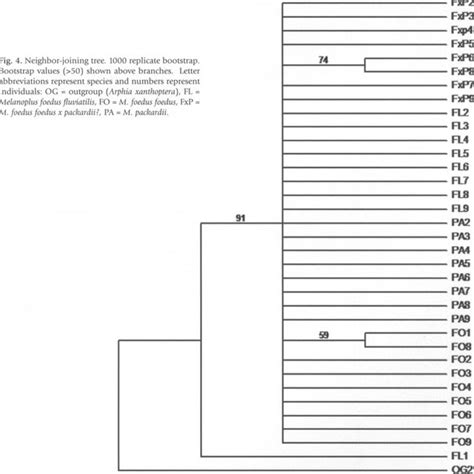 neighbor joining tree 1000 replicate bootstrap bootstrap values 50 download scientific