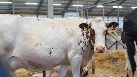 Brunsterkennung Fruchtbarkeit Und Besamung Von K Hen