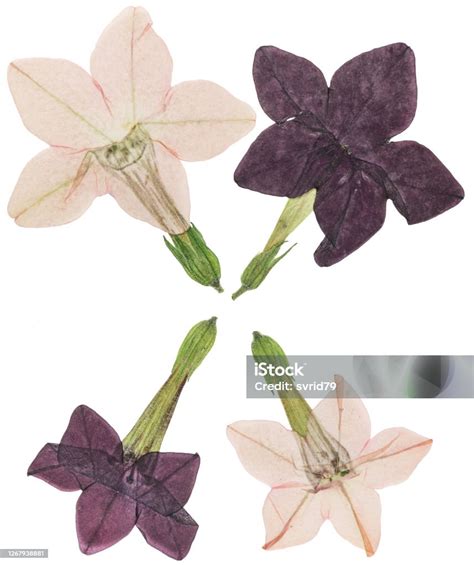 흰색 배경에 고립 된 꽃 향기로운 담배를 누르고 말린 스크랩북 플로리트리 또는 허브리움에 사용하십시오 0명에 대한 스톡 사진 및 기타 이미지 Istock
