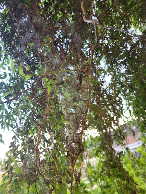 Tree Issue Rarborists