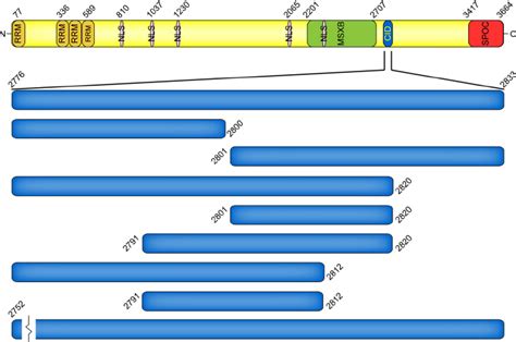 Domain Organization Of The Transcriptional Corepressor Mint Mint Is A Download Scientific