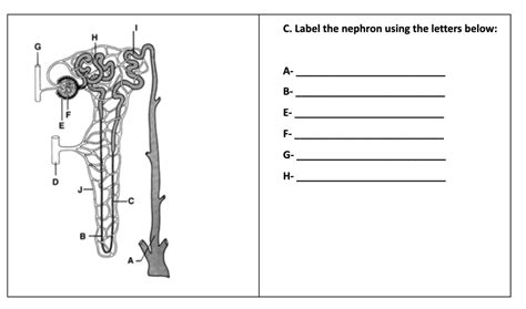 Nephron Diagram Label Quiz
