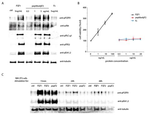Activation Of Fgfr Dependent Signaling Pathways In Different Cell Lines