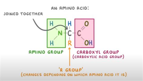 Topic 7 Naturally Occurring Polymers Flashcards Quizlet