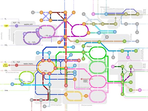 Metabolic Network Alchetron The Free Social Encyclopedia