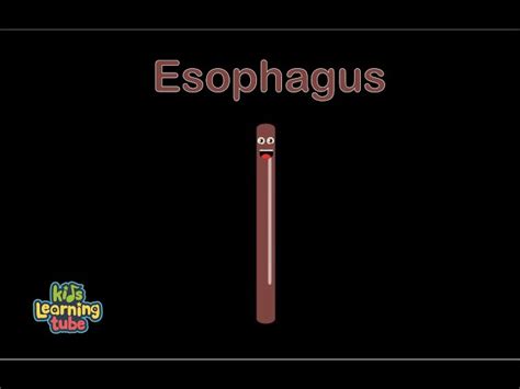 The Esophagus Anatomy Function And Common Conditions Schooltube