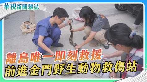 離島唯一即刻救援 前進金門野生動物救傷站｜記者 李婉婷 徐森城｜華視新聞雜誌ep2422單元2 2024727 Youtube