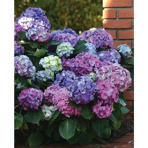 Bell Nursery 3 Gal L A Dreamin Hydrangea Macrophylla Live Multi