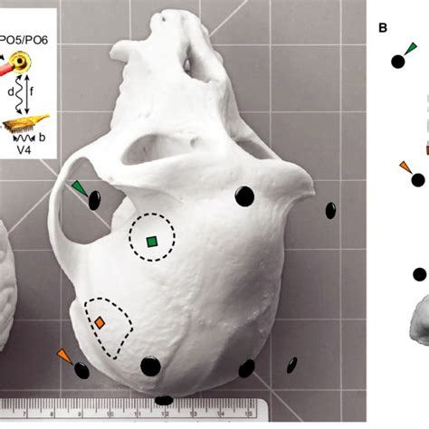 Schematic Of Electrode Arrays And EEG Electrodes A Model Of A Rhesus Download Scientific