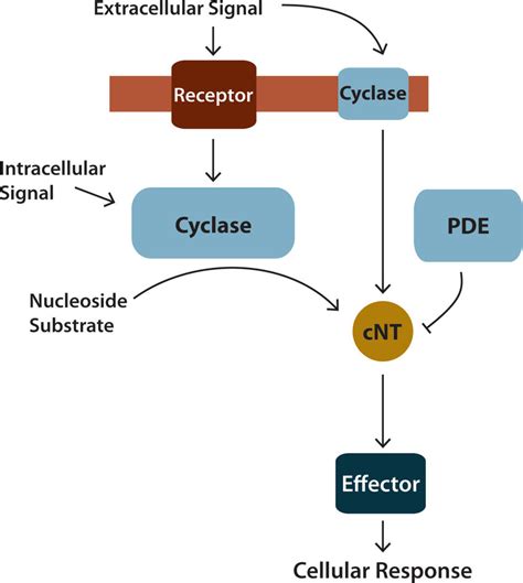 Cyclic Nucleotide Signaling Pathway Organisms From All Domains Of Life Download Scientific