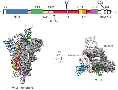 Evolutionary Dynamics Of Sars Cov 2