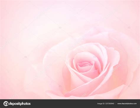 Pink Rose Flowers With Blurred Sofe Pastel Color Background For — Stock