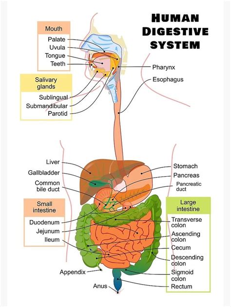 Annotated Diagram Of The Human Digestive System Easy Diagram
