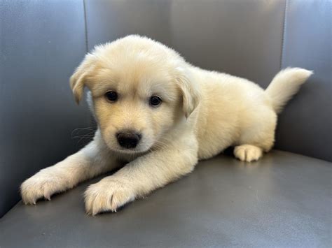 믹스견 바람 스피츠성격 시바견성격 시베리안허스키성격 시츄성격 요크셔테리어성격 웰시코기성격 이탈리아그레이하운드성격 치와와성격 코카스파니엘성격 폼스키성격 폼치성격 폼피츠성격