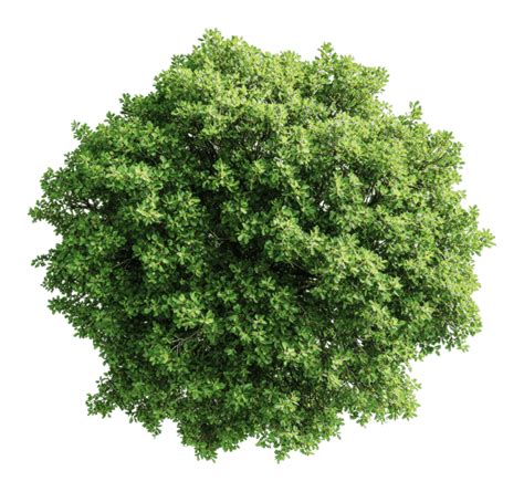 Tree Texture Pngs For Free Download