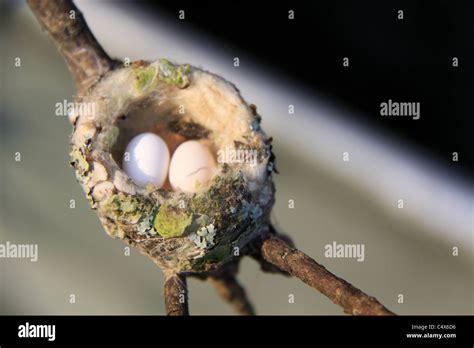 Rufous Tailed Hummingbird Nest Pico Bonito National Park La Cieba