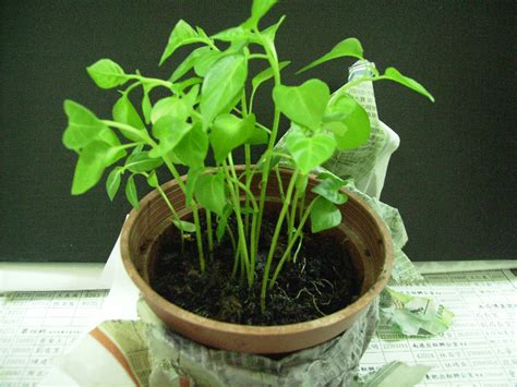 我的陽台菜園 辣椒 迷霧森林 udn部落格