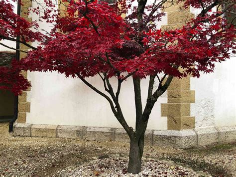 Top 10 Dwarf Ornamental Trees For The Landscape 12 Dwarf Ornamental