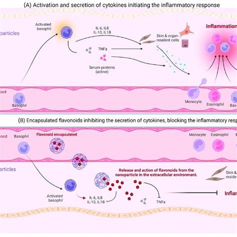 Skeleton Of Flavonoids Structural Skeleton Of Flavonoids Highlighting
