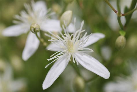 16 Invasive Plants To Avoid