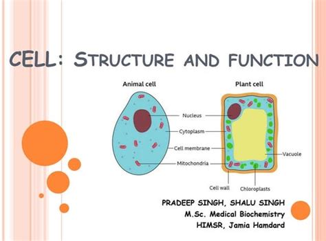 The Cell Presentation For Grade 7 Ppt