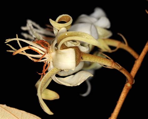 Pterospermum Javanicum Cerlin Ng Flickr