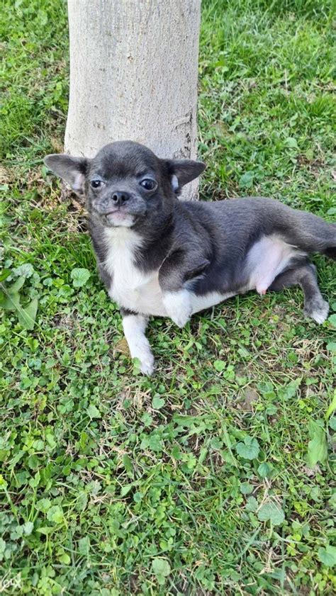 Civava Extra Mini Plave Boje Apple Head Vrhunske Pasos Psi I Štenad