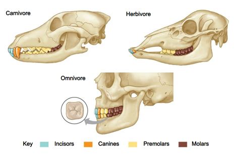 Omnivore Herbivore Carnivore Dinosaur Teeth Troodon Jurassic World