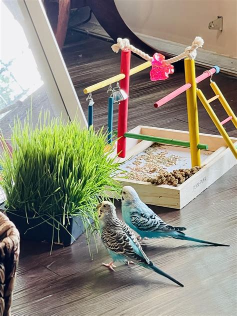 Got Home From The Vet And Feel Terrible R Budgies