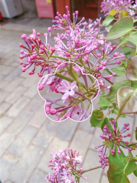 法源寺百年丁香诗会 即刻出发寻找属于你的五瓣丁香花 千龙网中国首都网