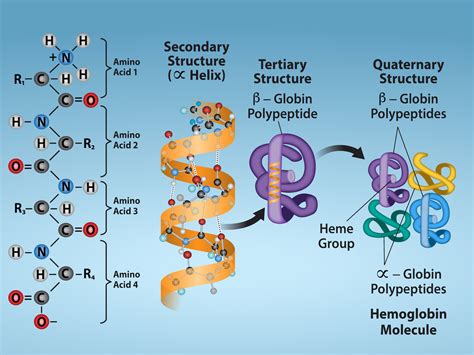 4 3 Proteins Introduction To Biology