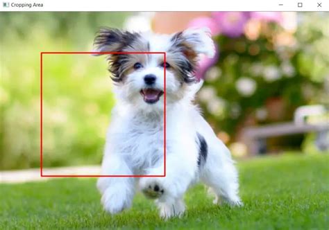 4 Ways To Crop Image In Python Using Numpy Pillow And Opencv Mlk Machine Learning Knowledge