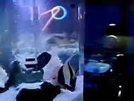 Angel Tompkins Nude Pics Videos Sex Tape