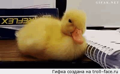 Милота) | Пикабу