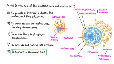 Nucleolus Pictures