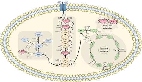 A Reconciliation Of Genome Scale Metabolic Network Model Of Zymomonas