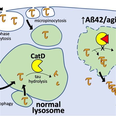 Cellular Trafficking Pathways Linking Tau Aβ42 And Catd Download