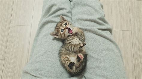 귀여운 아기고양이 한방에 몰아보기 Youtube